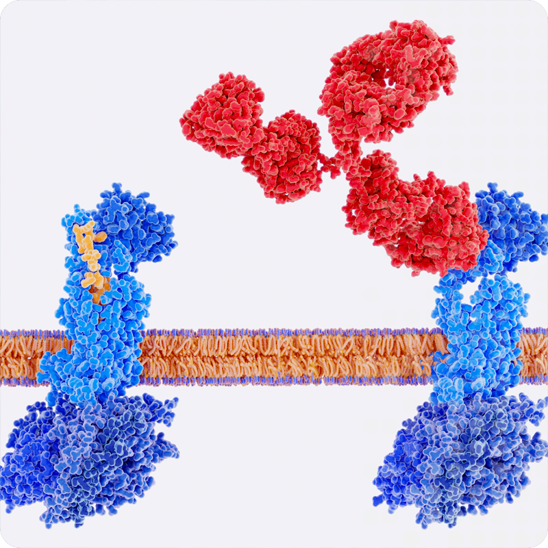 ADC Discovery Services | Maximizing Therapeutic Efficacy and Safety