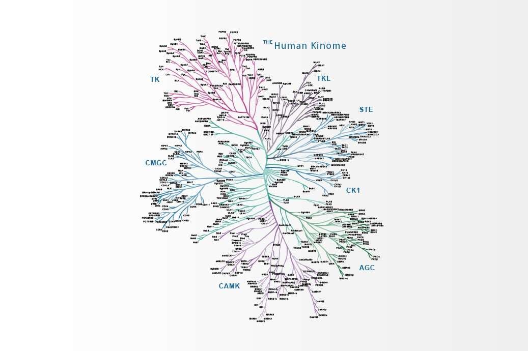 HotSpot™ Kinase Screening | Gold Standard Radiometric Assay | Activity