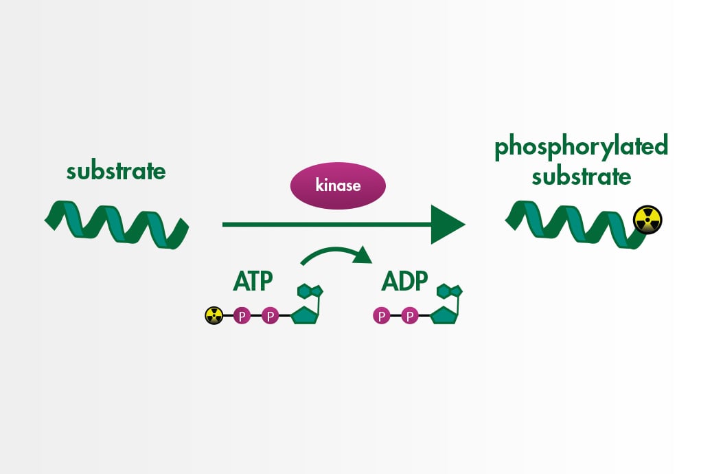 HotSpot™ Kinase Screening | Gold Standard Radiometric Assay | Activity