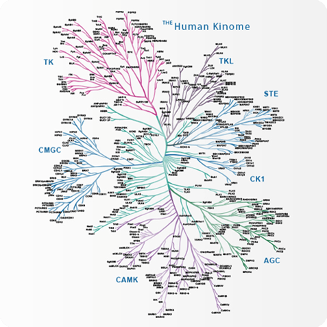 ADP-Glo™ Kinase Assays | Kinase Activity Testing | Reaction Biology