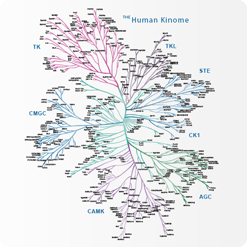 ADP-Glo™ Kinase Assays | Kinase Activity Testing | Reaction Biology