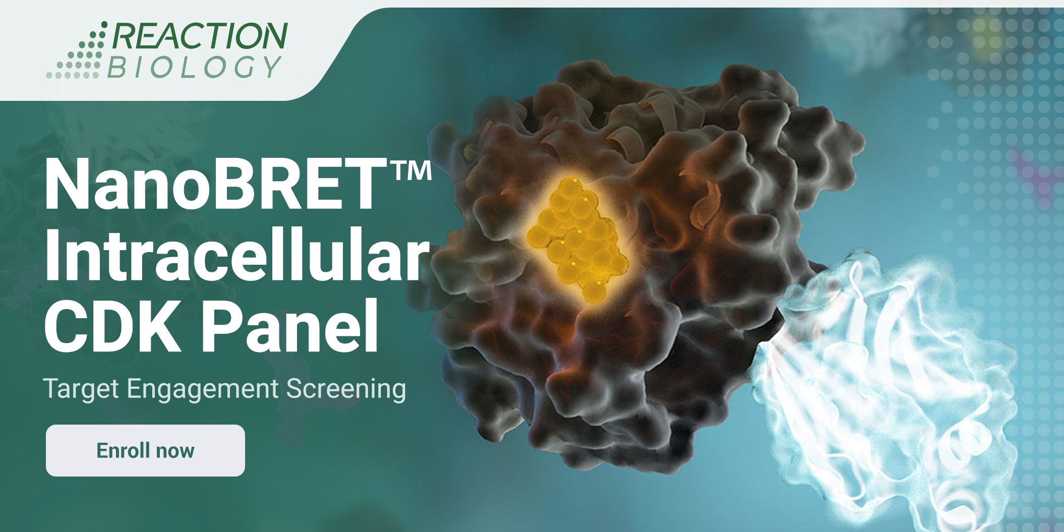 NanoBRET™ Target Engagement Assay | Intracellular CDK Panel Screening